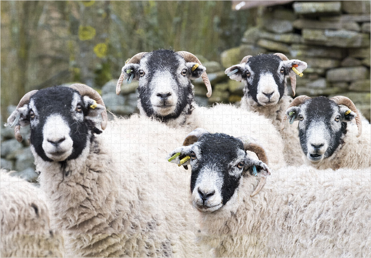 Swaledale Sheep 1,000 Piece Deluxe Jigsaw – Great Stuff from Cardtoons