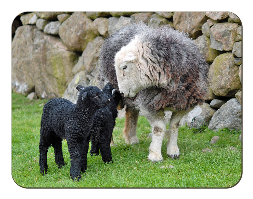 Herdwick sheep gifts from Cardtoons – Great Stuff from Cardtoons