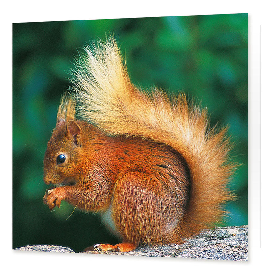 Red Squirrel gifts from Cardtoons – Great Stuff from Cardtoons