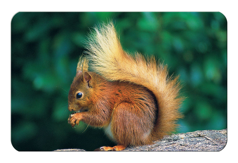 Red Squirrel gifts from Cardtoons – Great Stuff from Cardtoons
